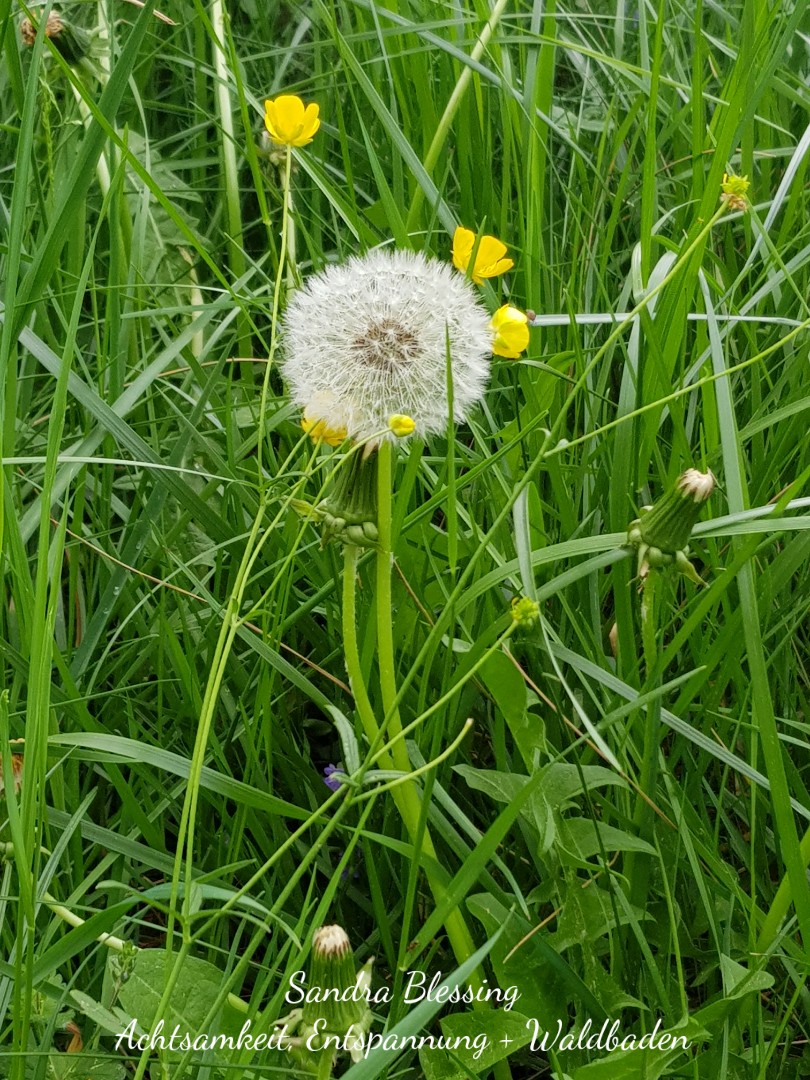 Sandra Blessing - Achtsamkeit, Entspannung & Waldbaden - Waldbaden ...