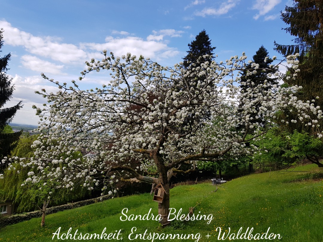 Sandra Blessing - Achtsamkeit, Entspannung & Waldbaden - Waldbaden ...